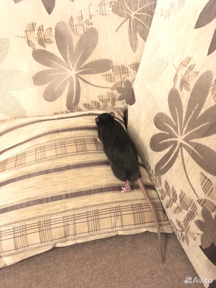 Мышки дамбо