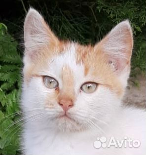 Рыжий котенок-мальчик Флай, 2 месяца