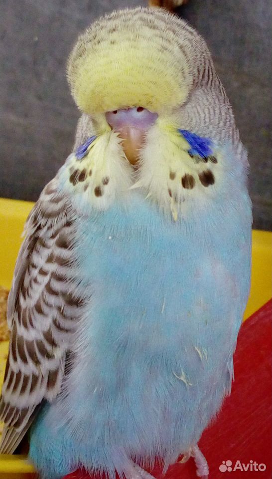 Ввп, чех, птенчик