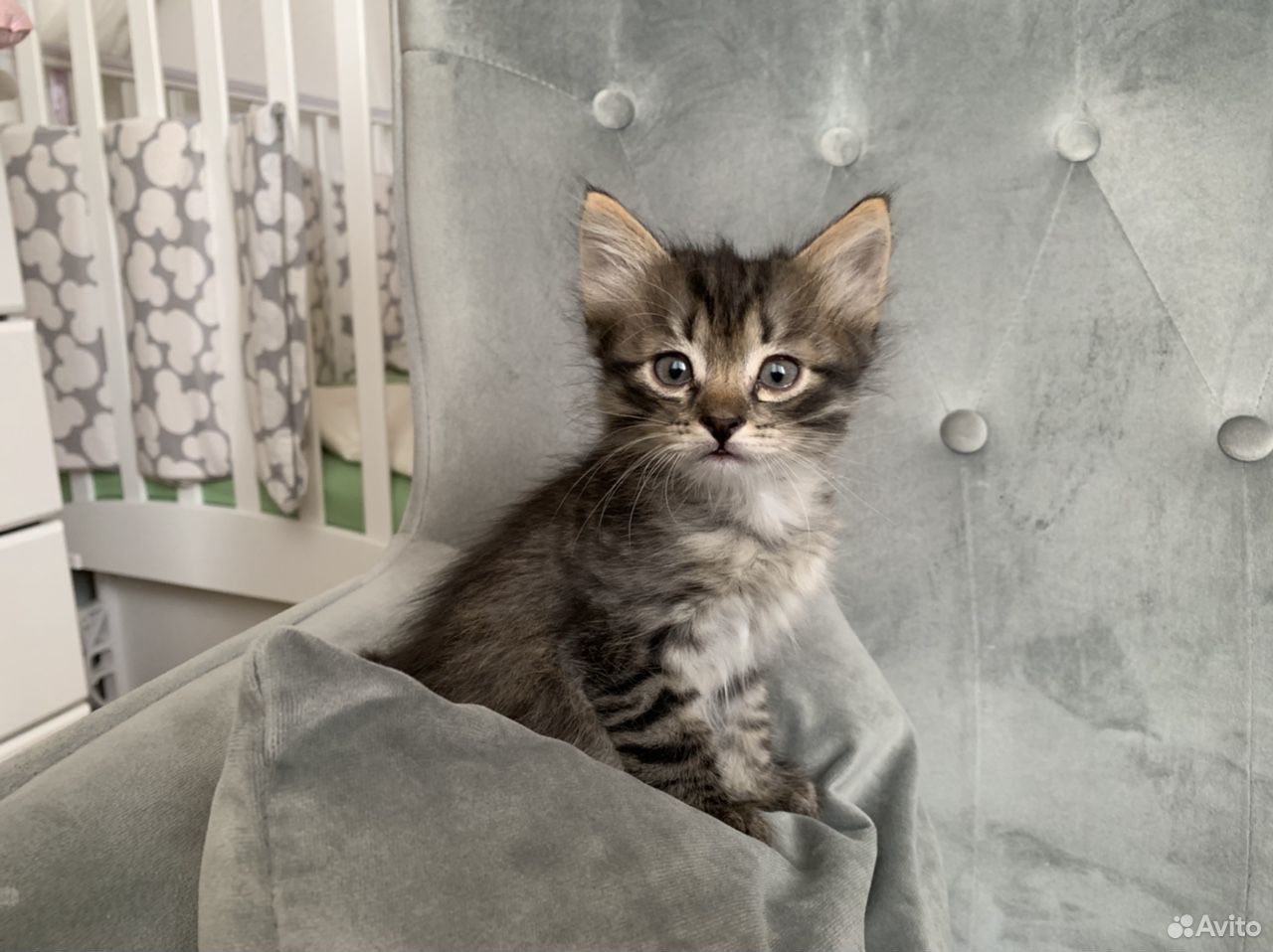 Полосатый котенок Лёня, 1,5 мес, мальчик