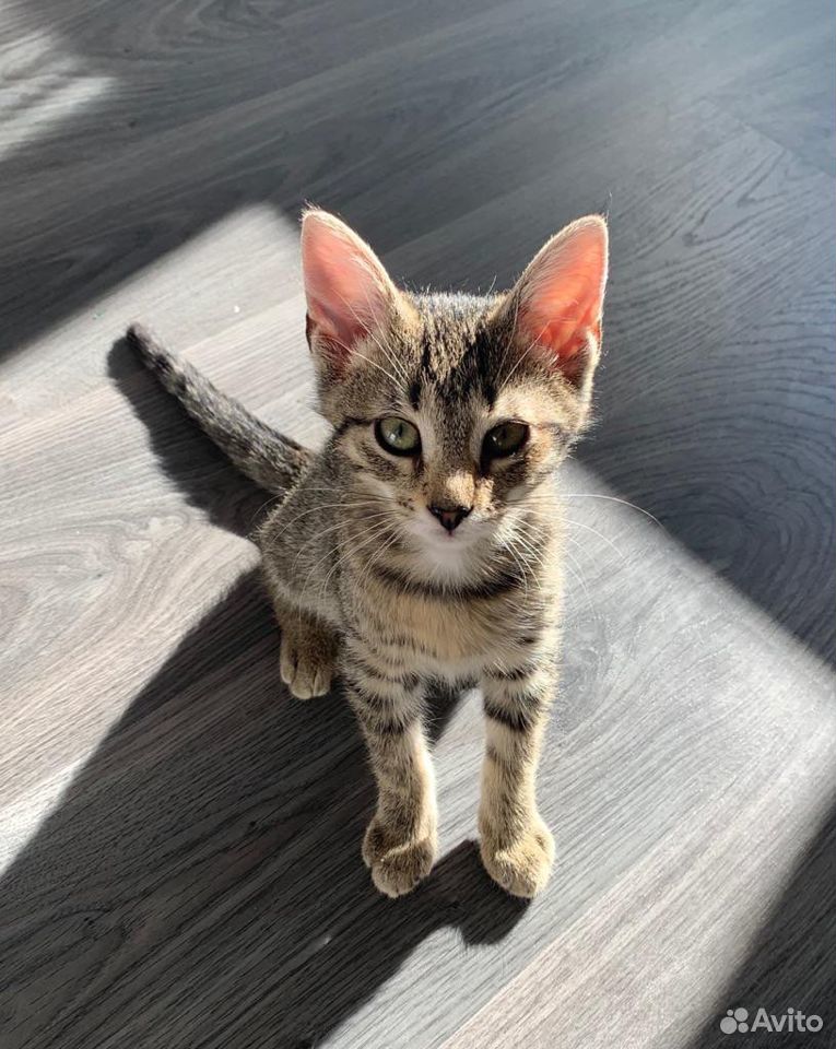 Котёнок девочка Эовин 3 мес