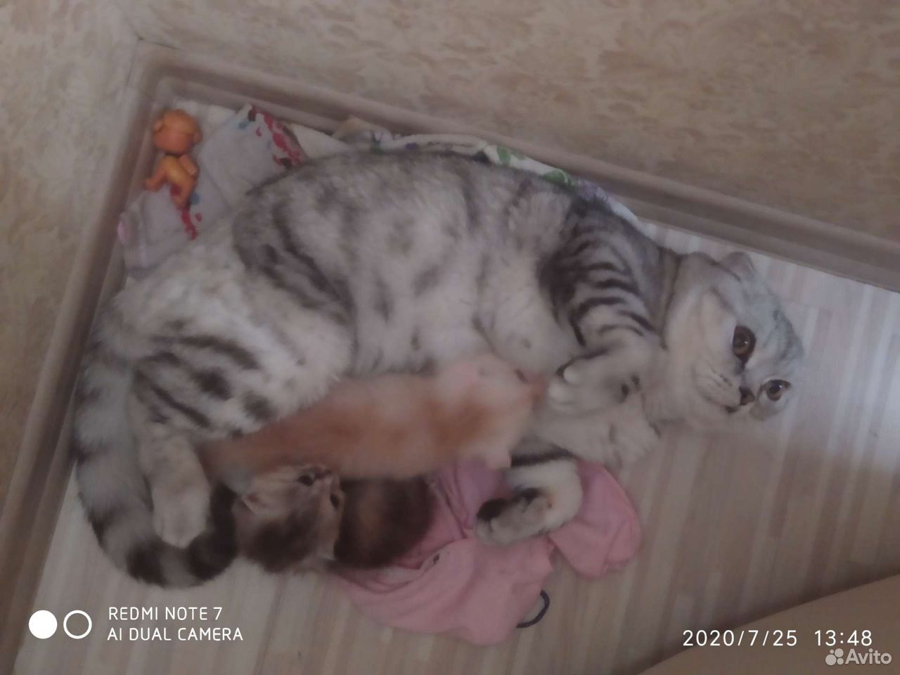 Шотландская