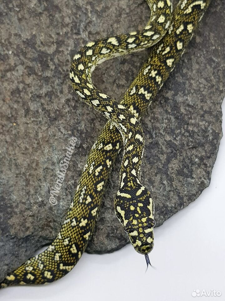 Бриллиантовая ковровая змея