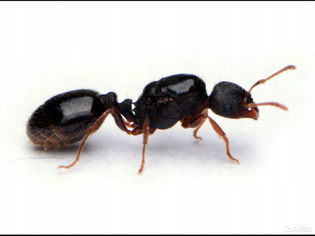 Дерновые муравьи (Tetramorium caespitum)