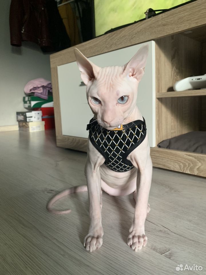 Ждёт на вязку кошечку