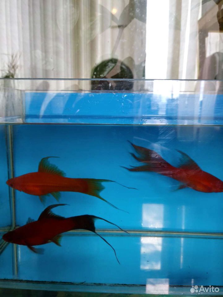 Вильчатые и ананасовые меченосци