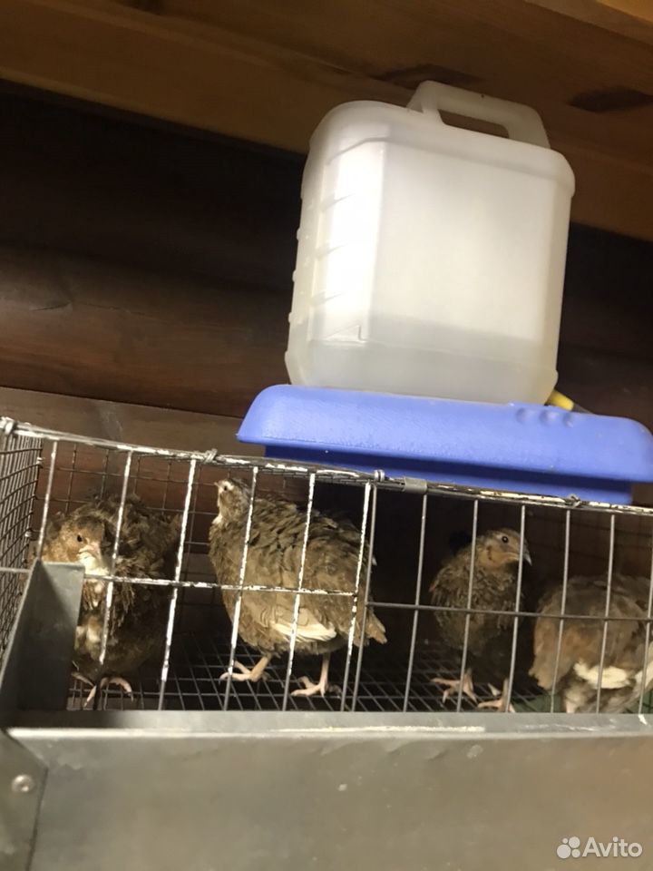 Перепела Целадон.Возраст 2 с половиной месяца