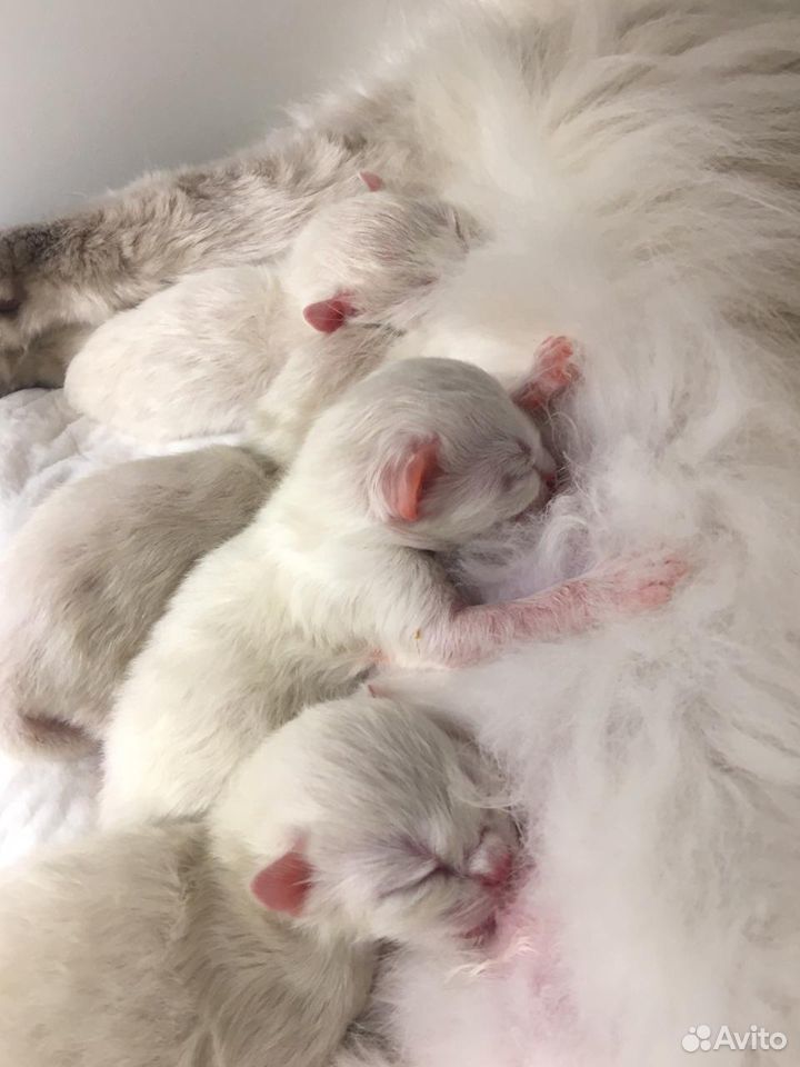 Котята Ragdoll Рэгдолл