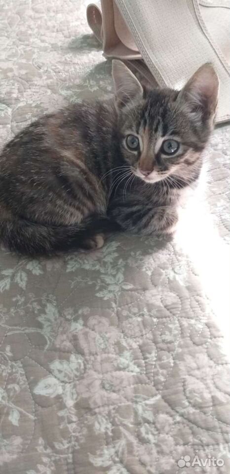 Найден маленький котенок