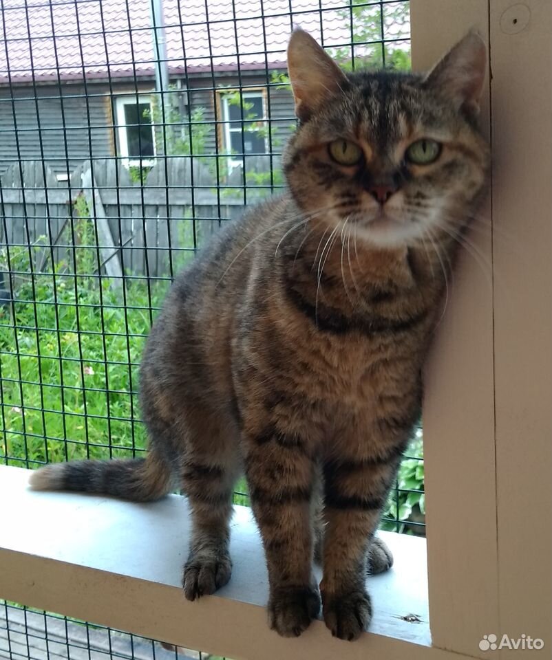 Кошка Иришка