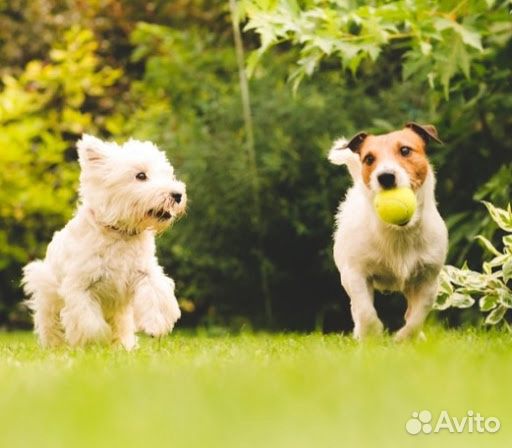 Возьму собаку в хорошие руки