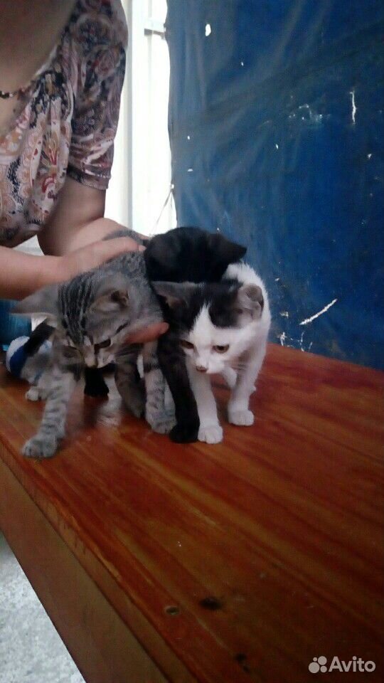 Кошка