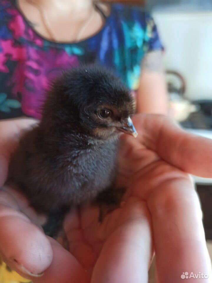 Цыпленок ухейилюя