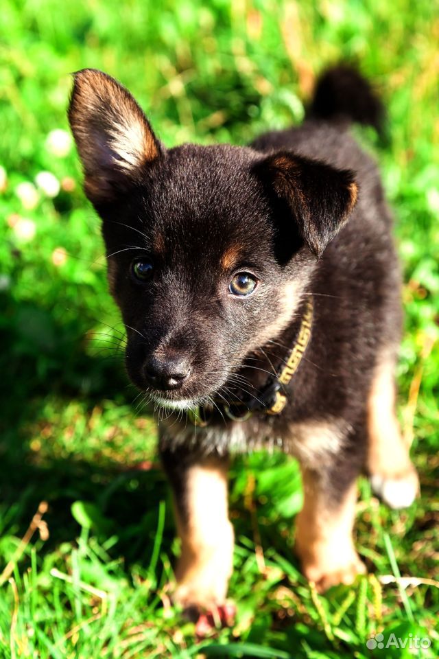 Арни ищет дом