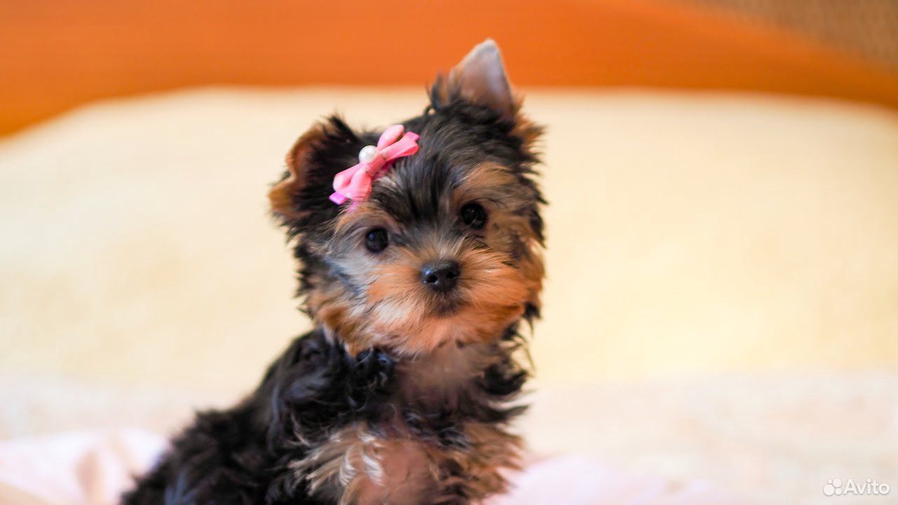 Йоркширский терьер девочки