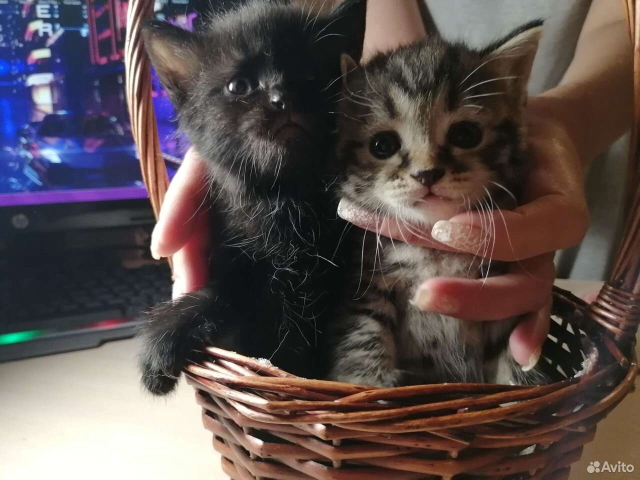 Котята