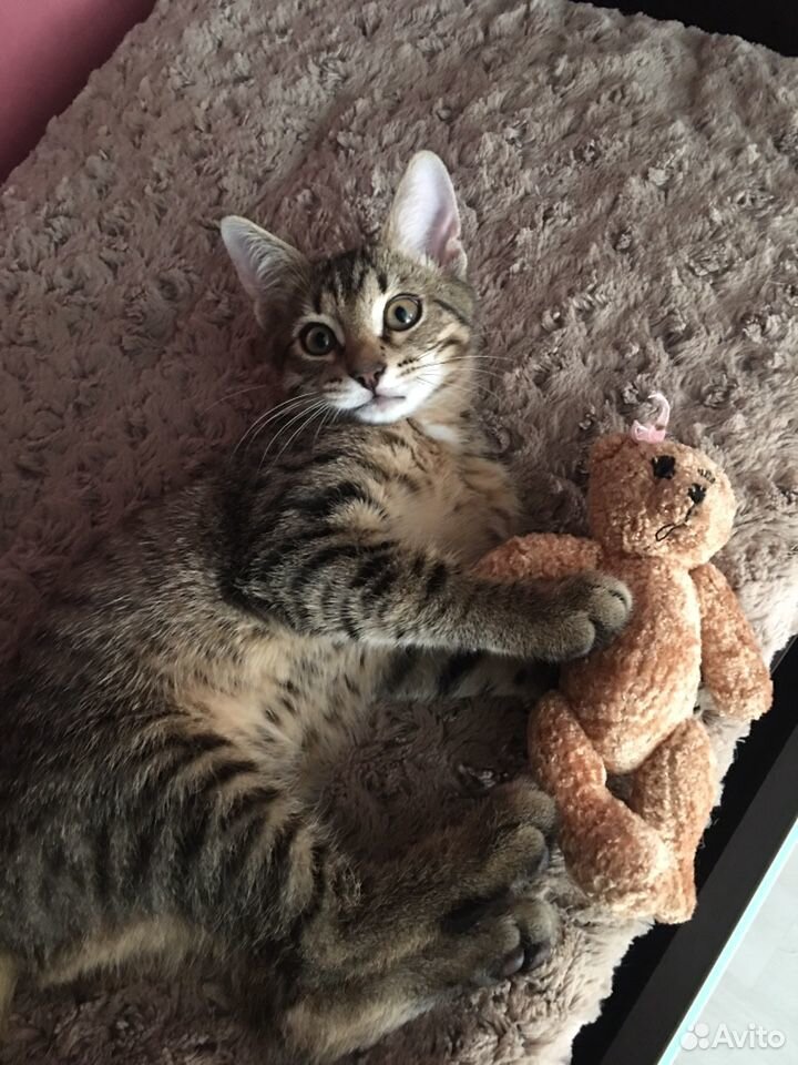 Котёнок в добрые руки