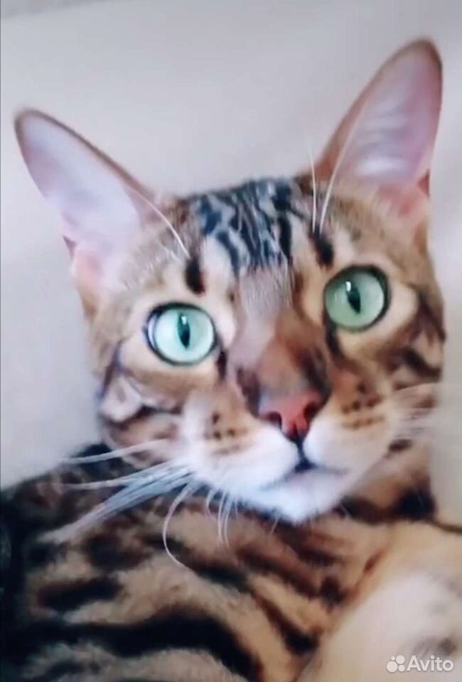 Бенгальская