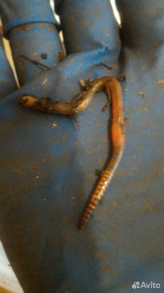 Дендробена