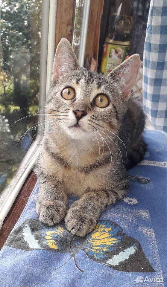 Кошечка Соня