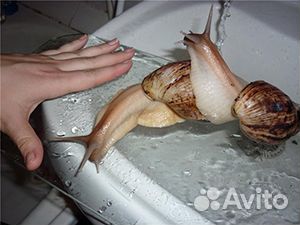 Улитки Ахатины