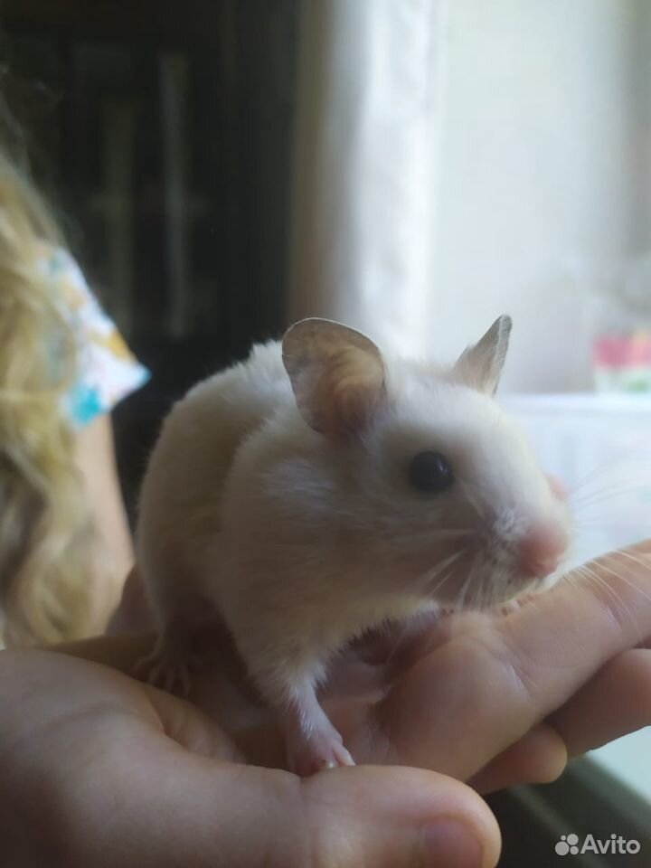 Отдадим хомяков в хорошие руки.Возраст 1,5 месяца