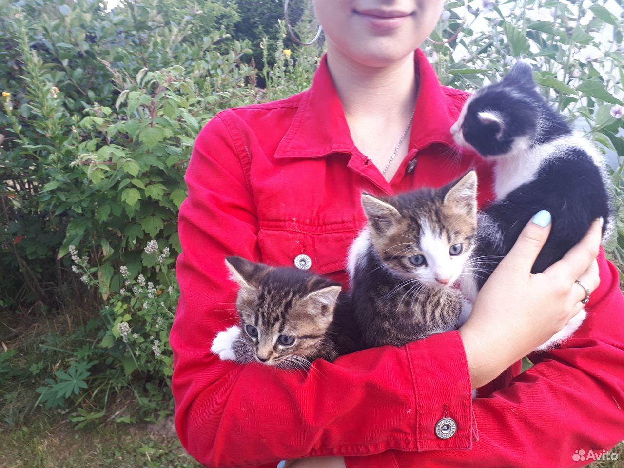 Котята