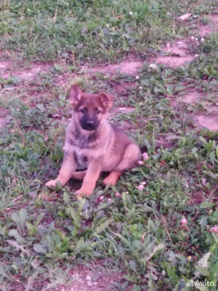 Немецкая овчарка