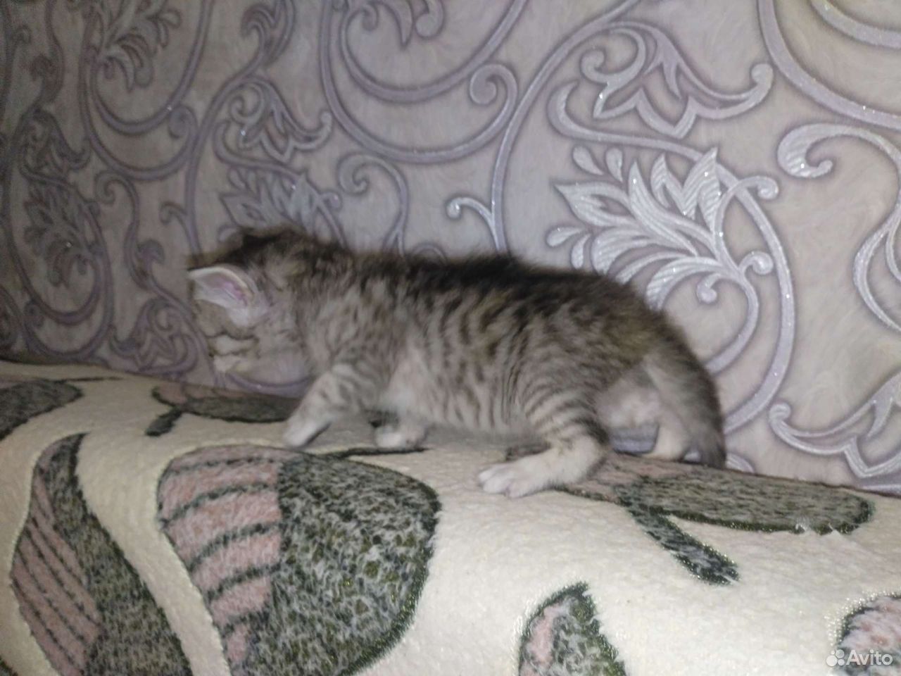 Котята
