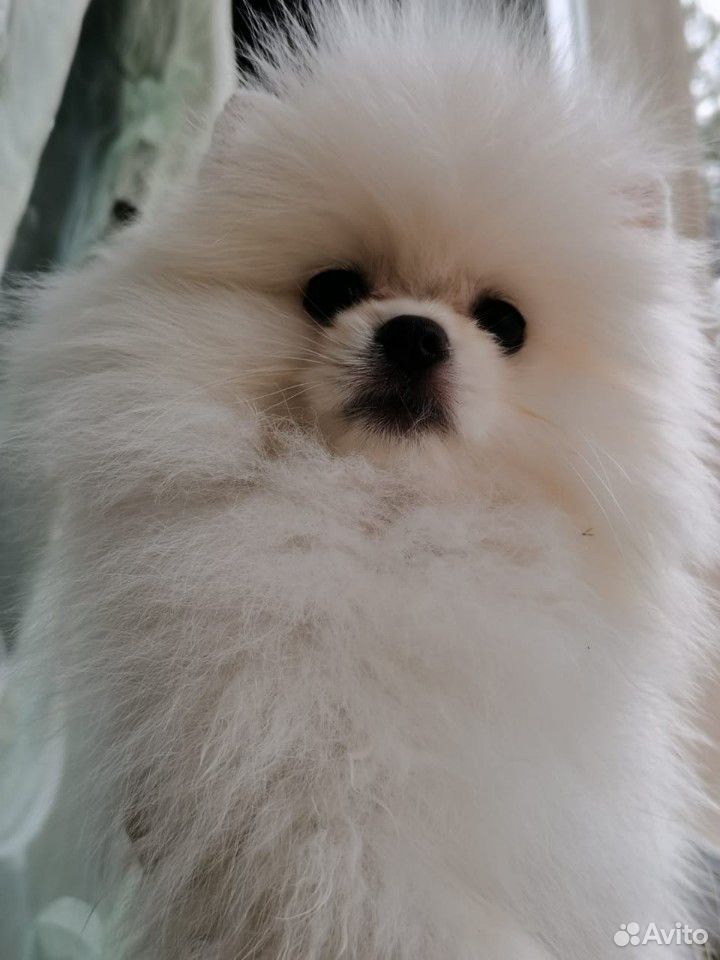 Шпиц беленькая девочка
