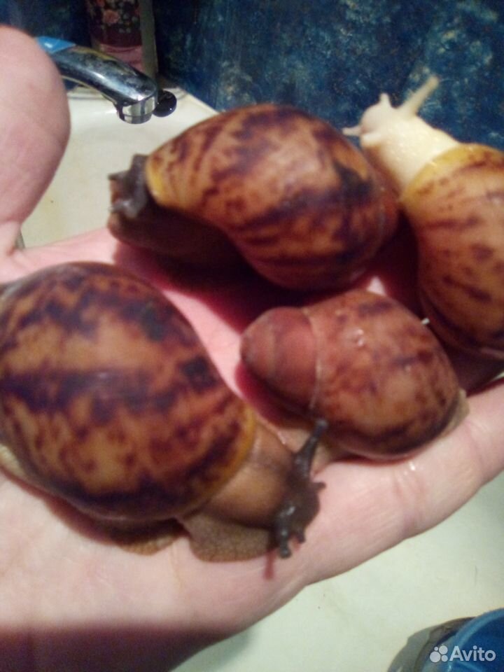 Улитки архахатины и караколусы