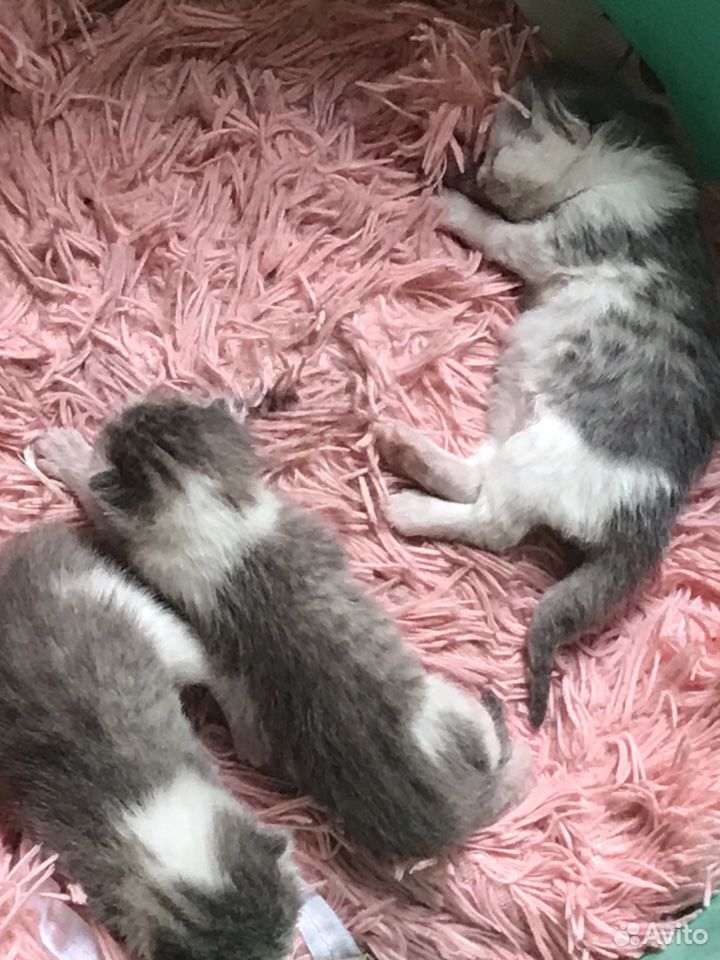 Котята от вислоухой
