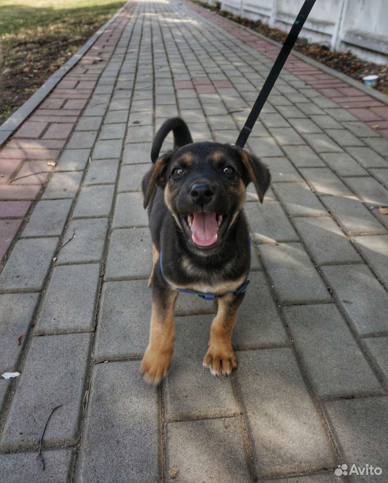 Прянечка ищет добрые руки