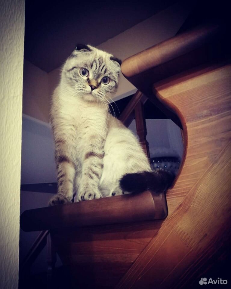 Кошечка ждёт жениха