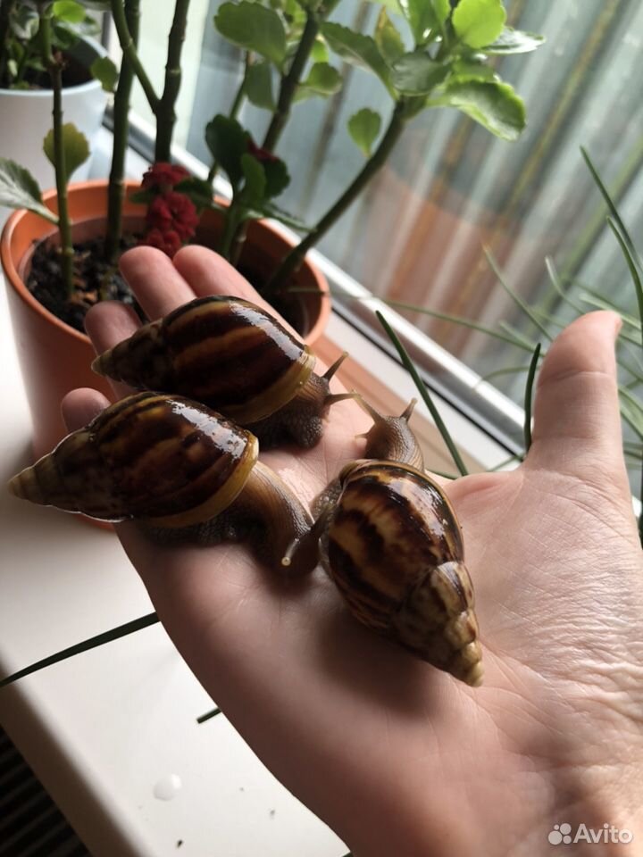 Улитка Ахатина (5 месяцев)