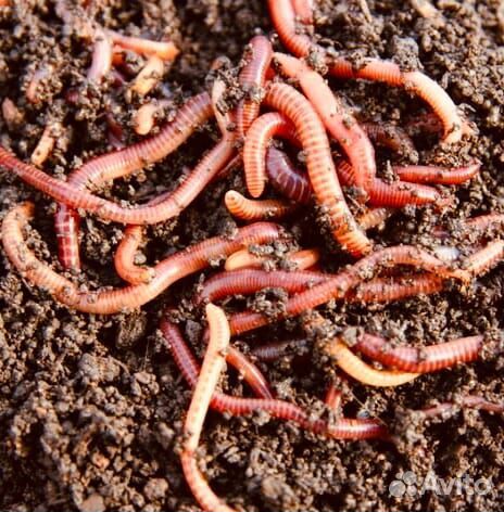 Червь калифорнийский яшиком