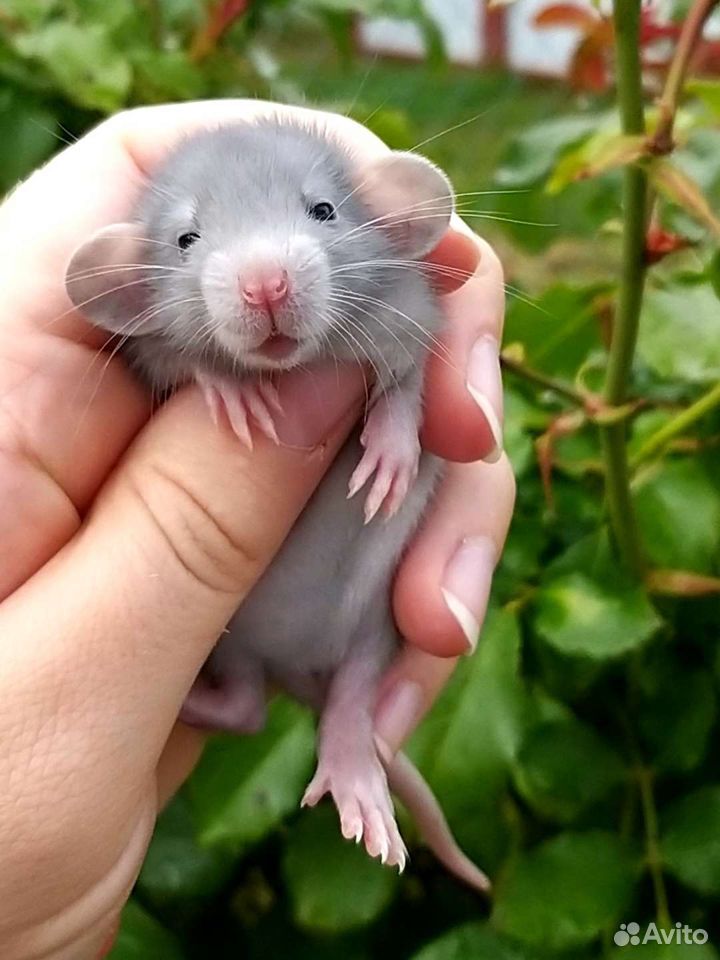 Крысята дамбо малыши дамбо