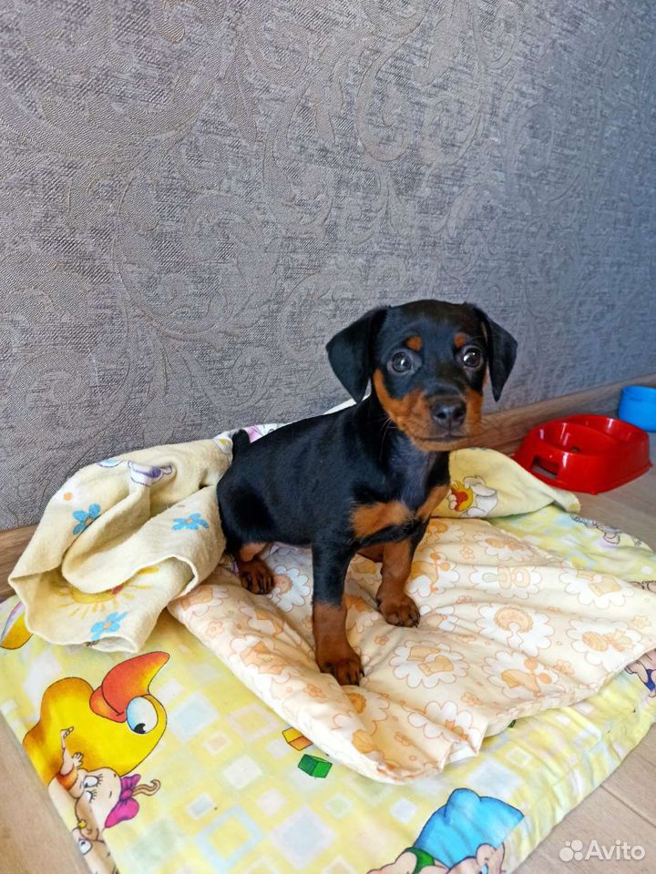 Цвергпинчер щенок