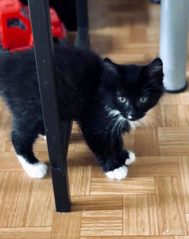 Котёнок девочка
