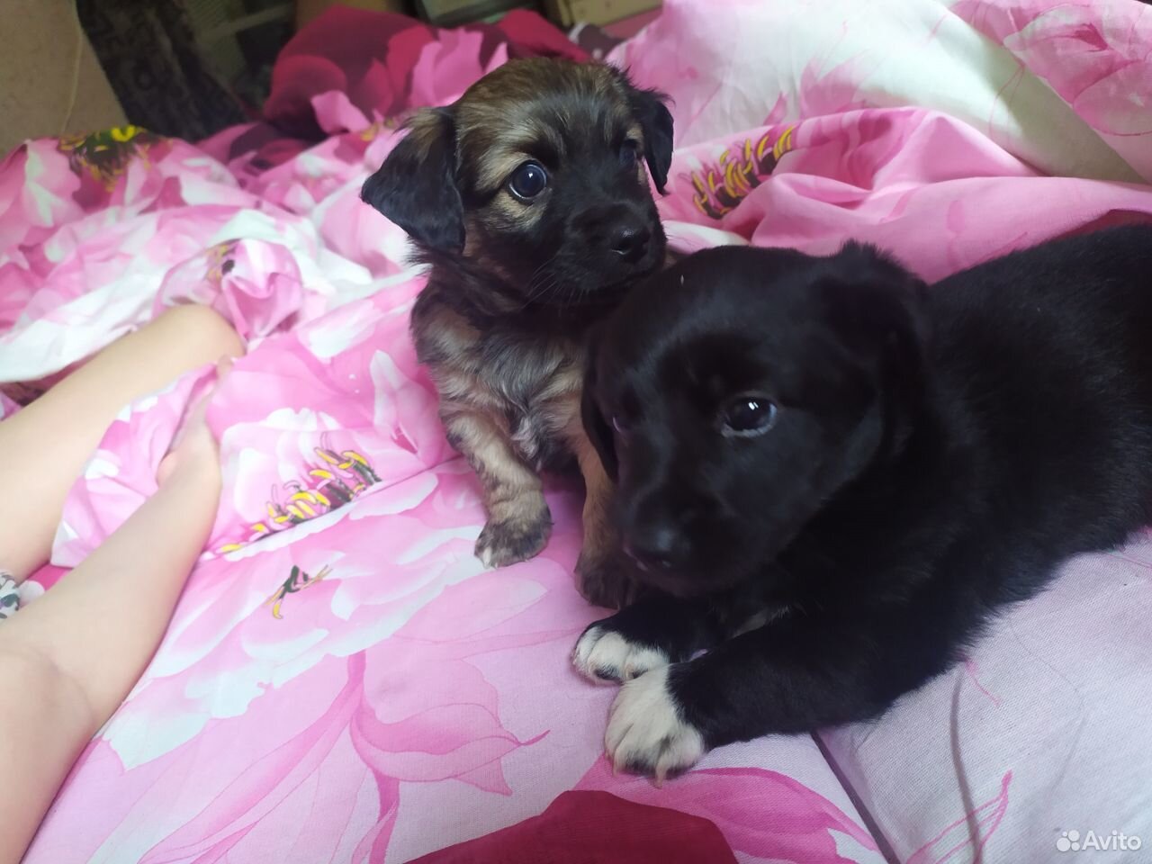 Щенки в добрые руки