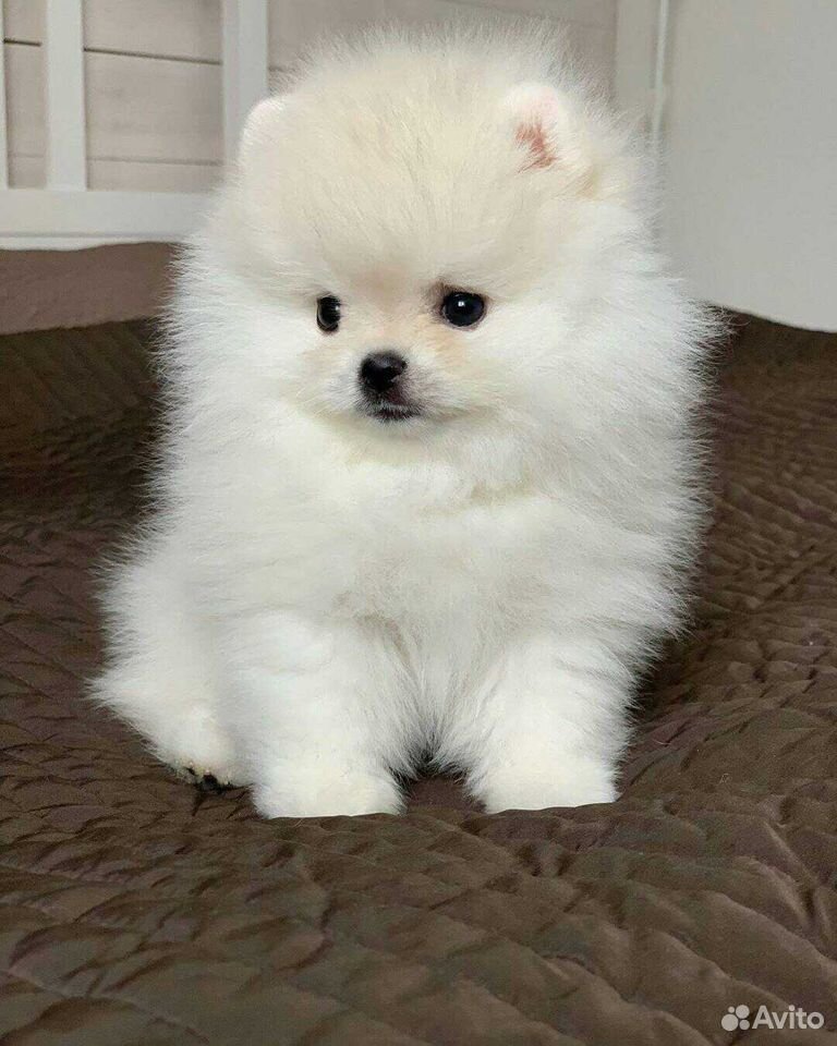 Шпиц комочек счастья