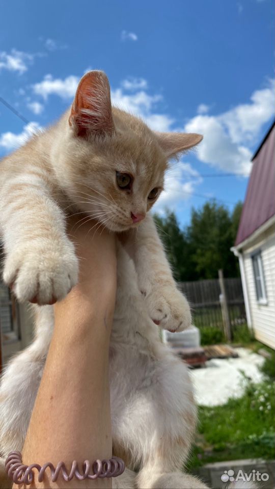 Котенок в добрые руки