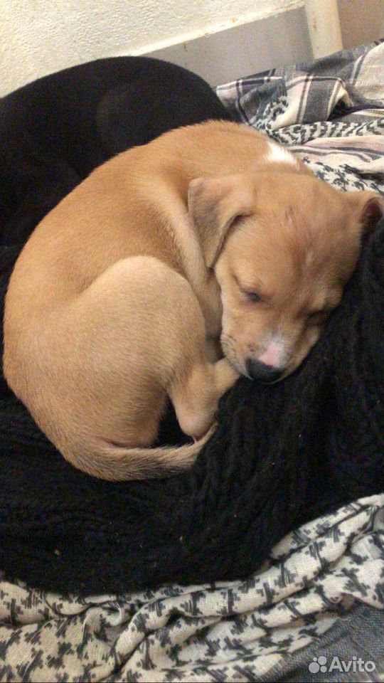 Питбуль девочка.возраст 1 месяц 3 недели