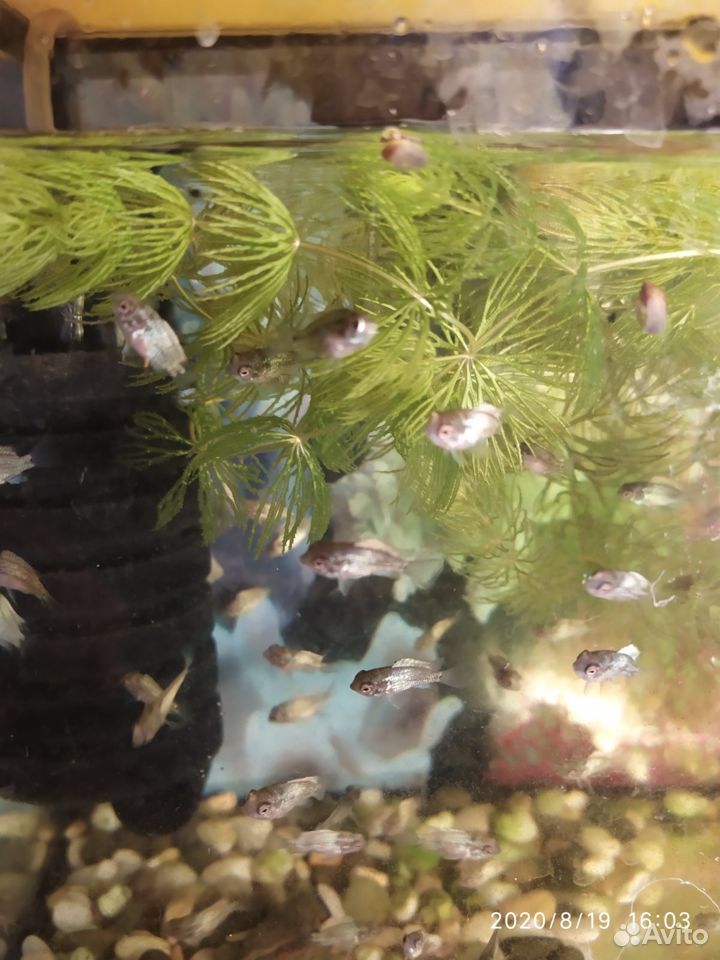 Нанакары блю неон молодь