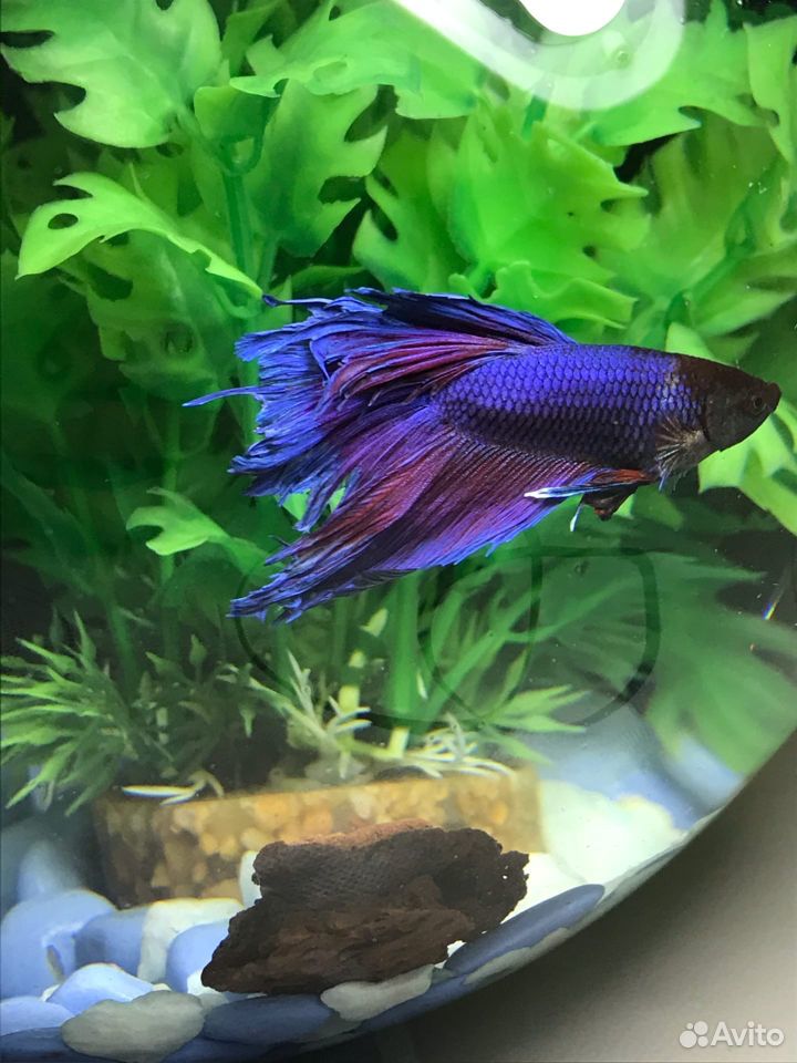 Продам рыбу петушок