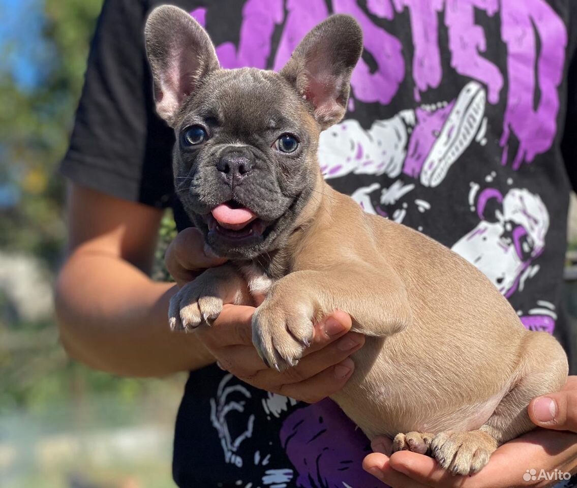 Девочка голубопалевая