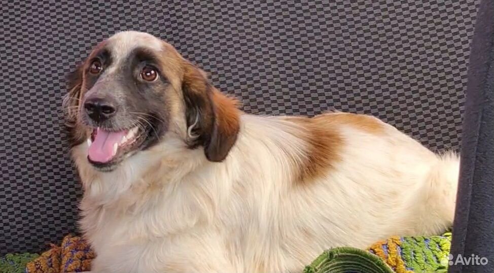 Молодой пес остался на улице, очень нужны ручки