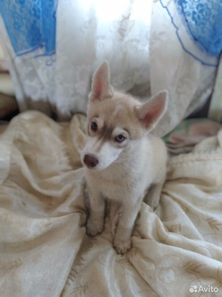 Щеки сибирской хаски