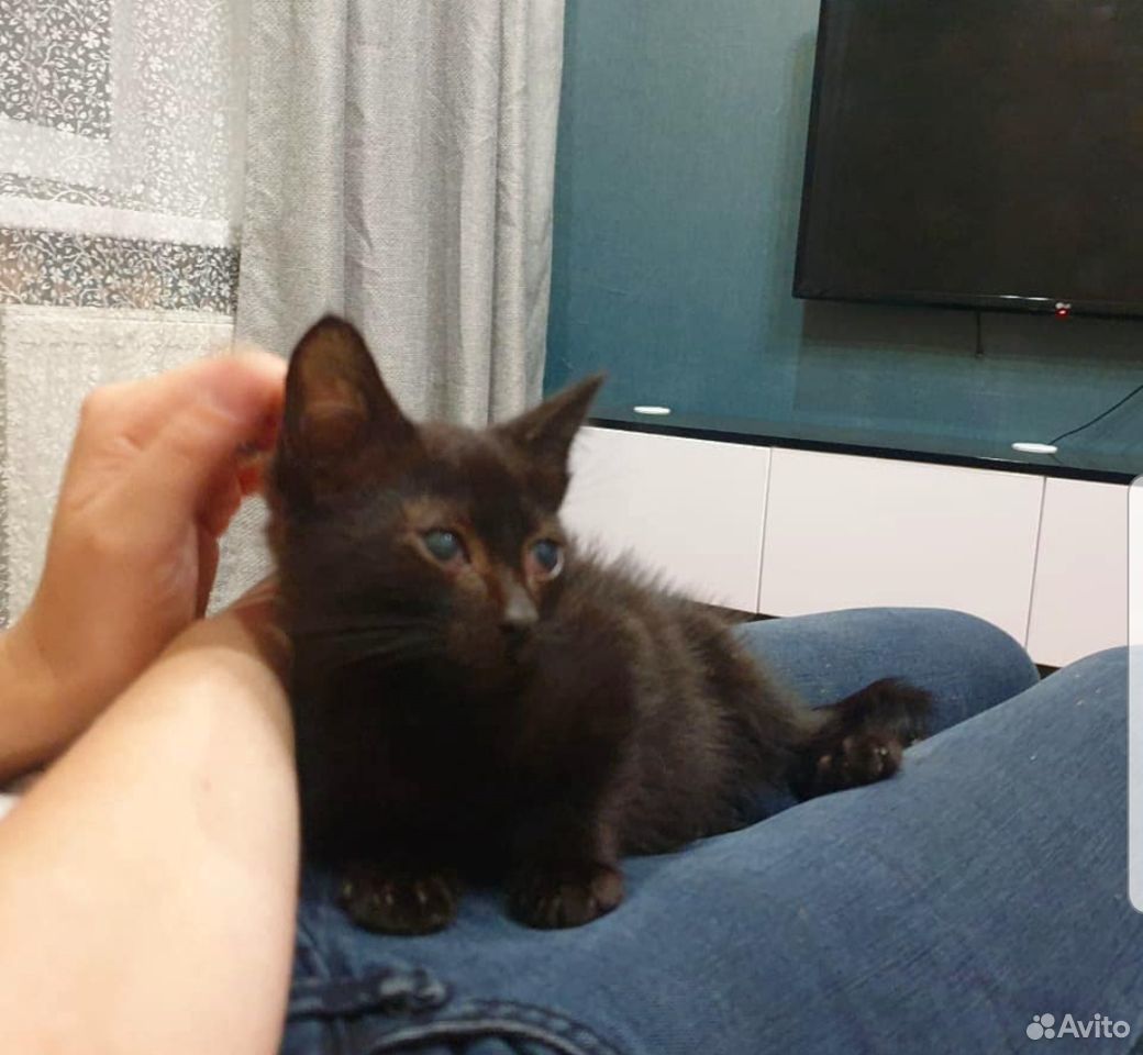 Котенок в добрые руки