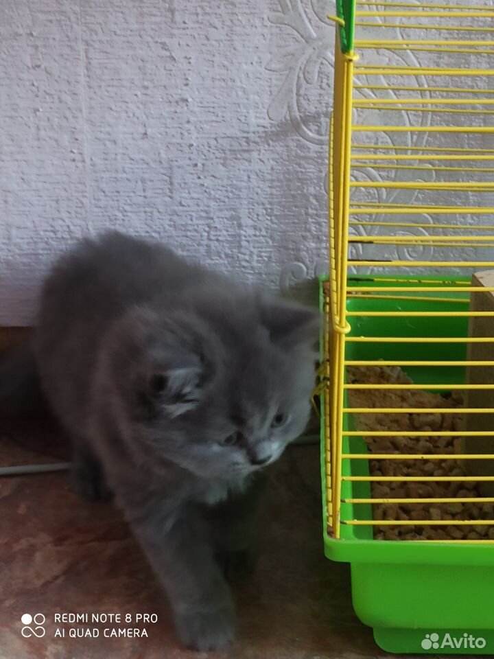 Котята забавные, веселые и любопытные